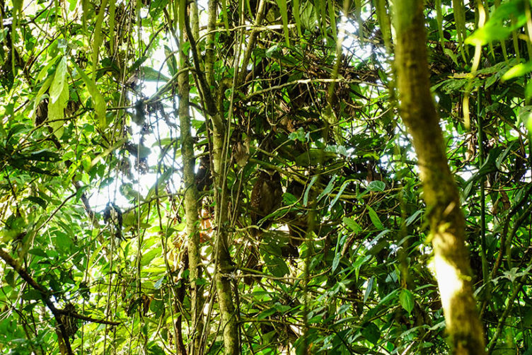 The Amazon Rainforest